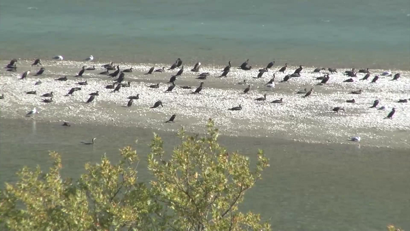 Miqtë e botës së egër/ Nisma e të rinjve për të vëzhguar shpendët në ...